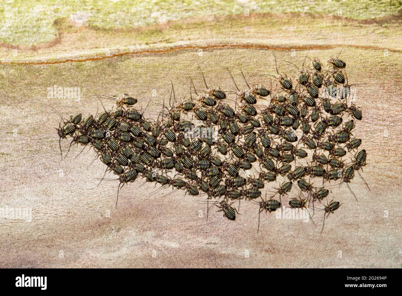 Common Barklouse colony (Cerastipsocus venosus) gathered on a Crepe ...