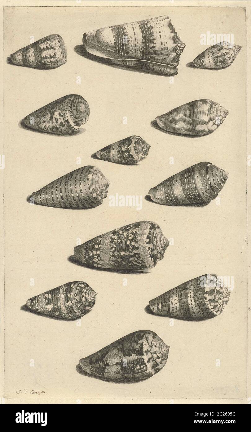 Twelve different types of shells hi-res stock photography and images ...