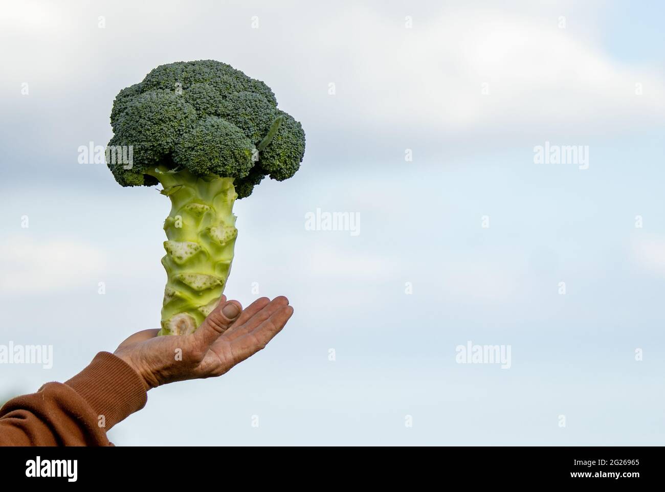 Hand holding broccoli, healthy, organic, green, vegetable out of the ...