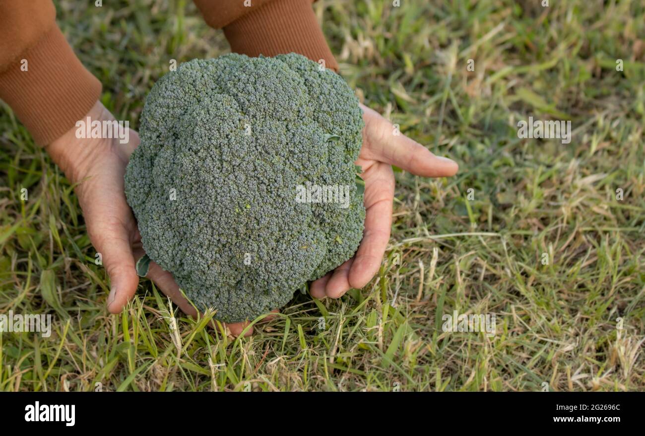 Broccoli tree hi-res stock photography and images - Alamy