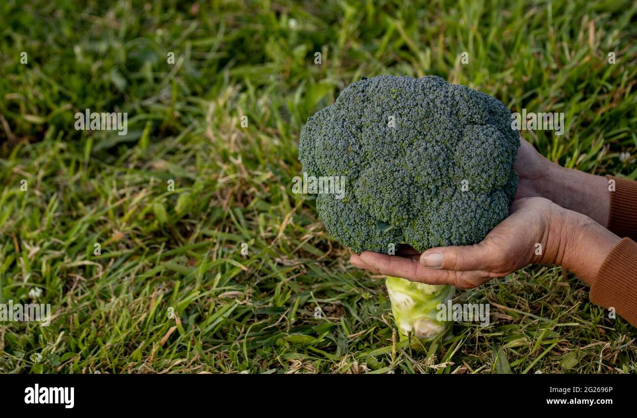 Hand holding broccoli, healthy, organic, green, vegetable out of the ...