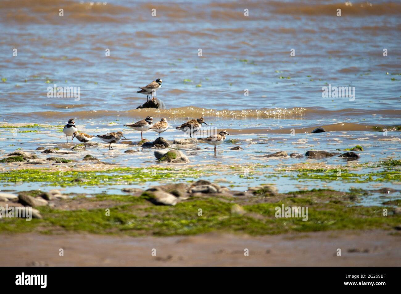 birds in ocean Stock Photo - Alamy
