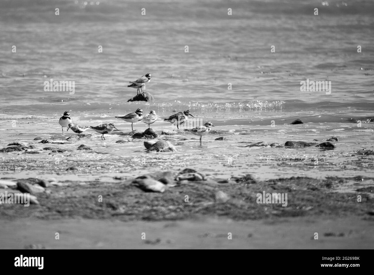 birds in ocean Stock Photo - Alamy