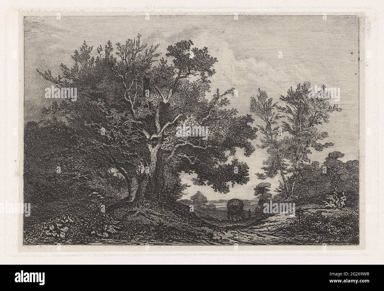 Country road between the two tree arties. View of a hilly landscape ...