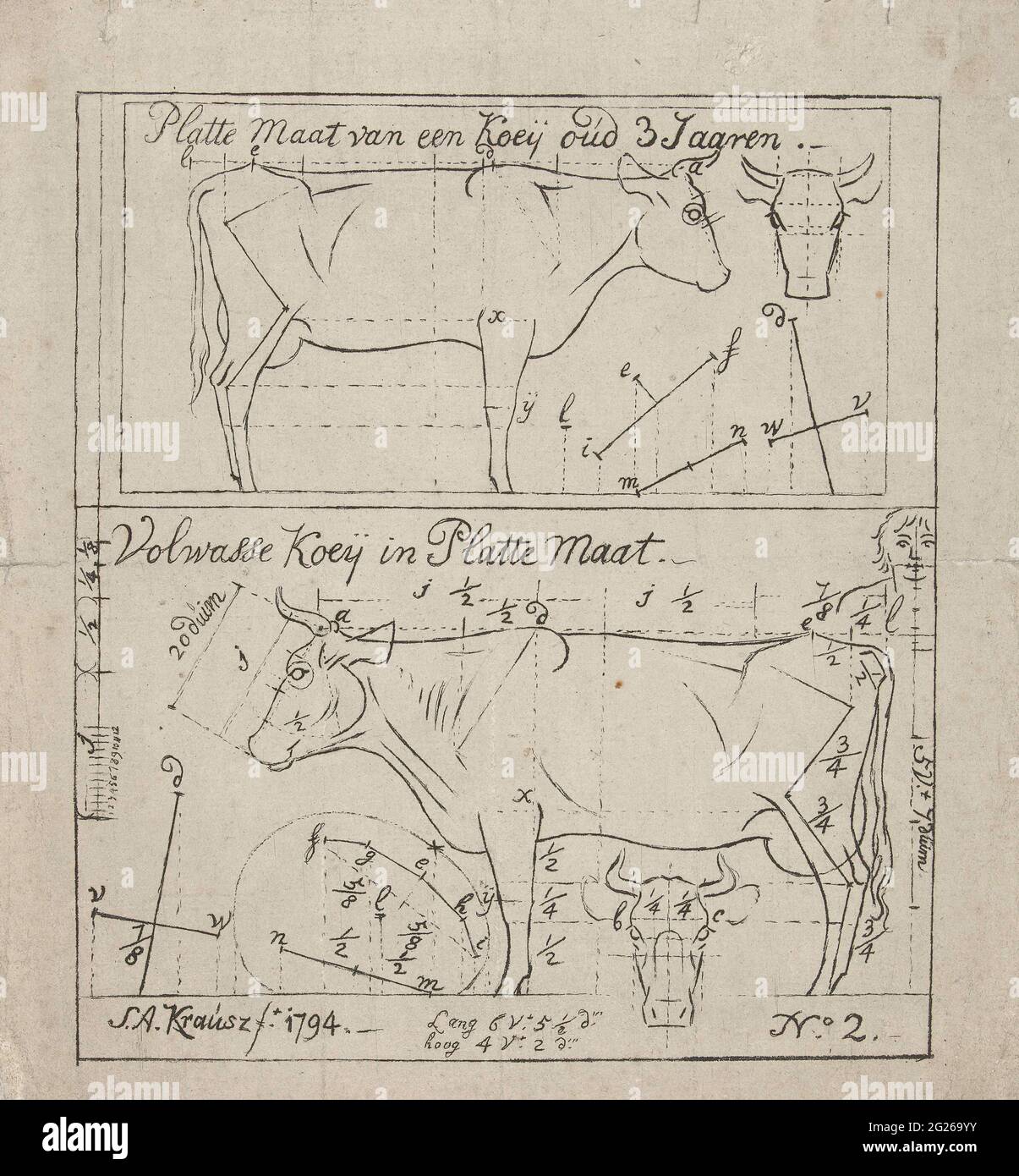 Schematic representation of a standing cow of three years old and an ...