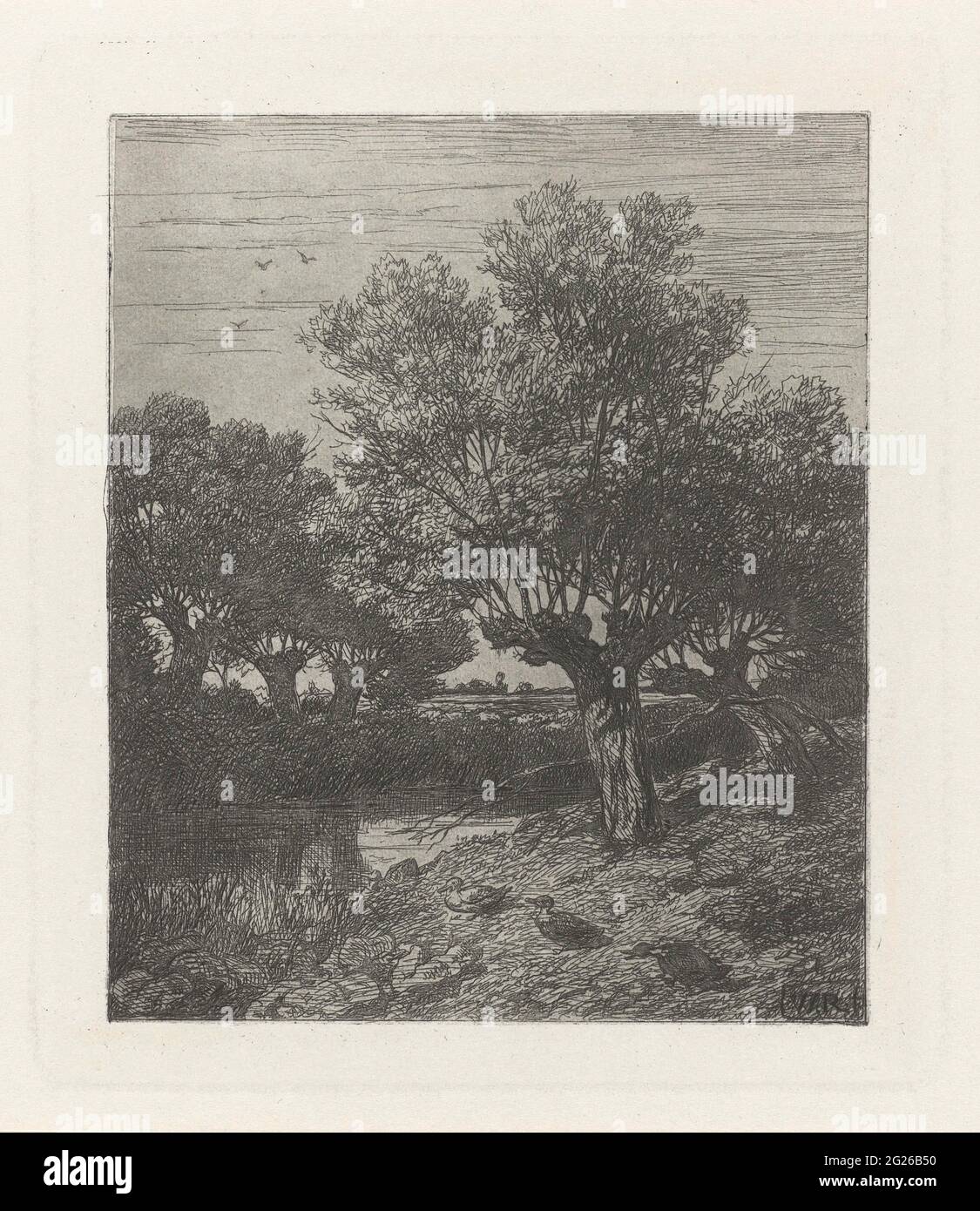 Ducks at a ditch. Meadow landscape with pollard willows on waterfront ...