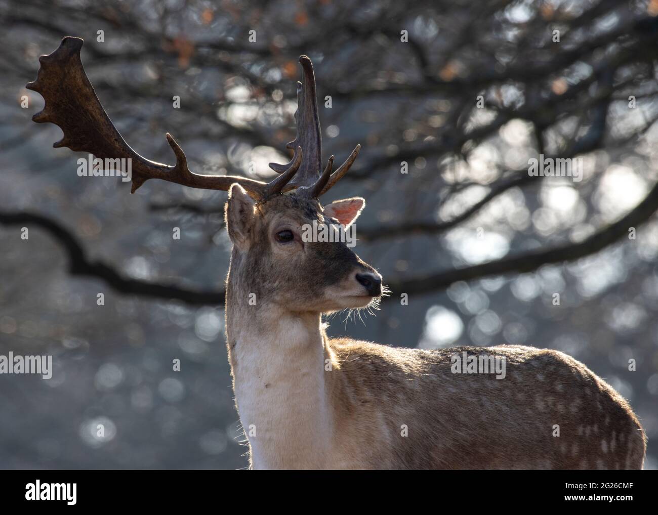 A close-up of a stag guarding his land in Richmond's park London Stock ...