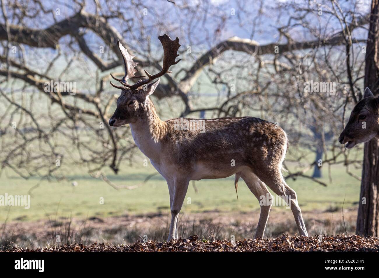A close-up of a stag guarding his land in Richmond's park London Stock ...