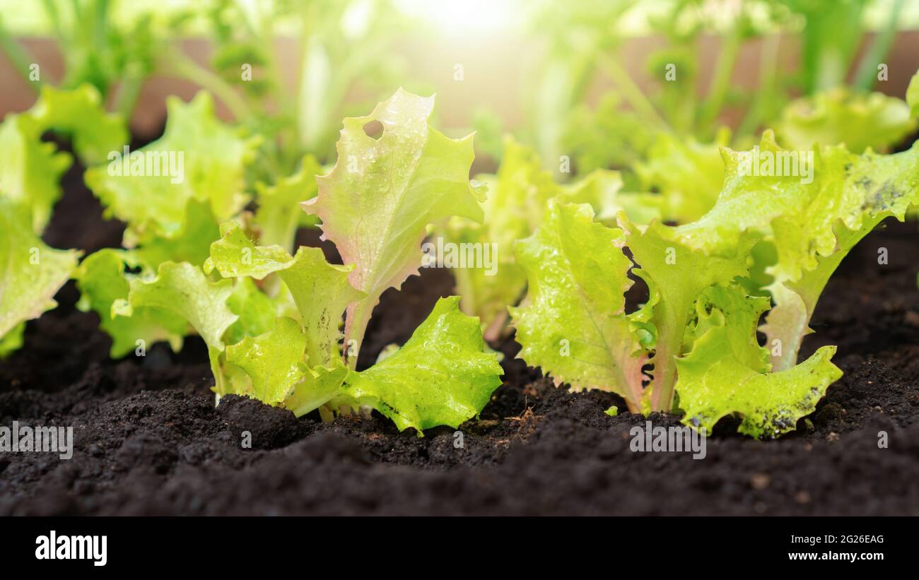 Lettuce grows in a vegetable garden. Growing bio products on an organic ...