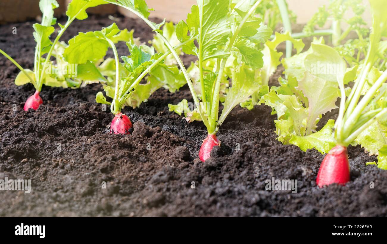 Root crops of young red radish stick out in the soil. Grow organic ...