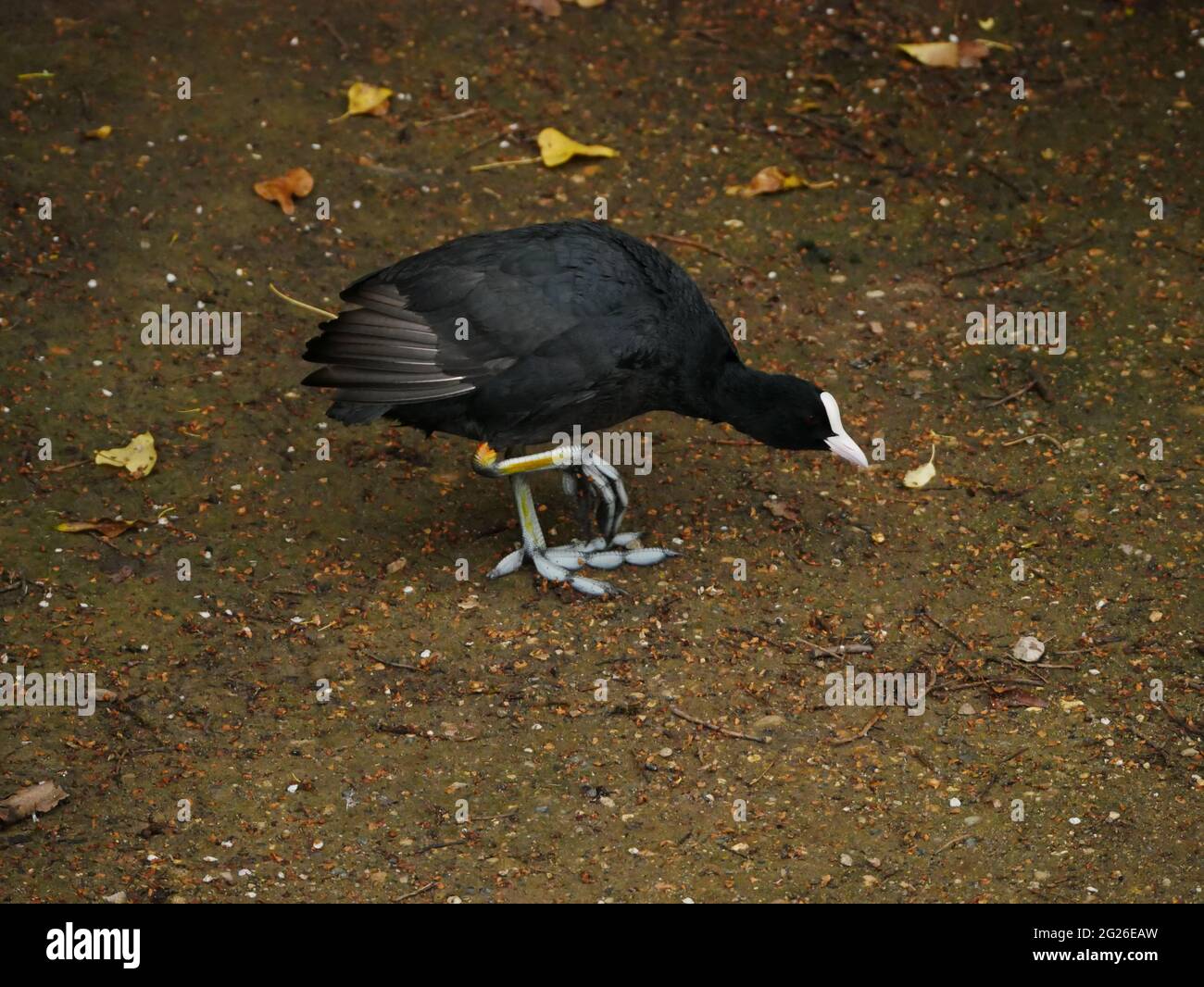 Coot walking with raised foot Stock Photo - Alamy