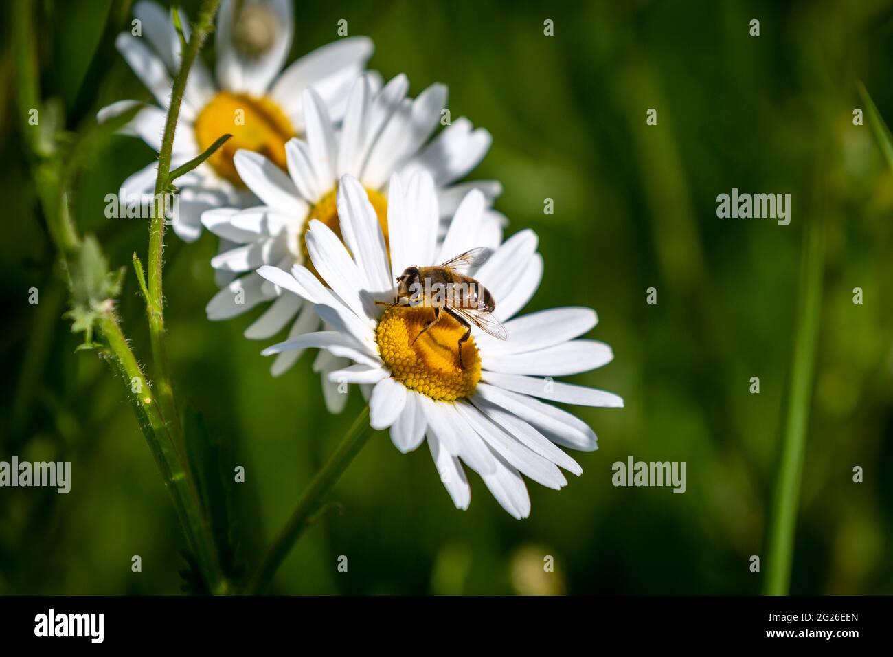 A Drone Fly on a Daisy in the Summer Sunshine Stock Photo - Alamy