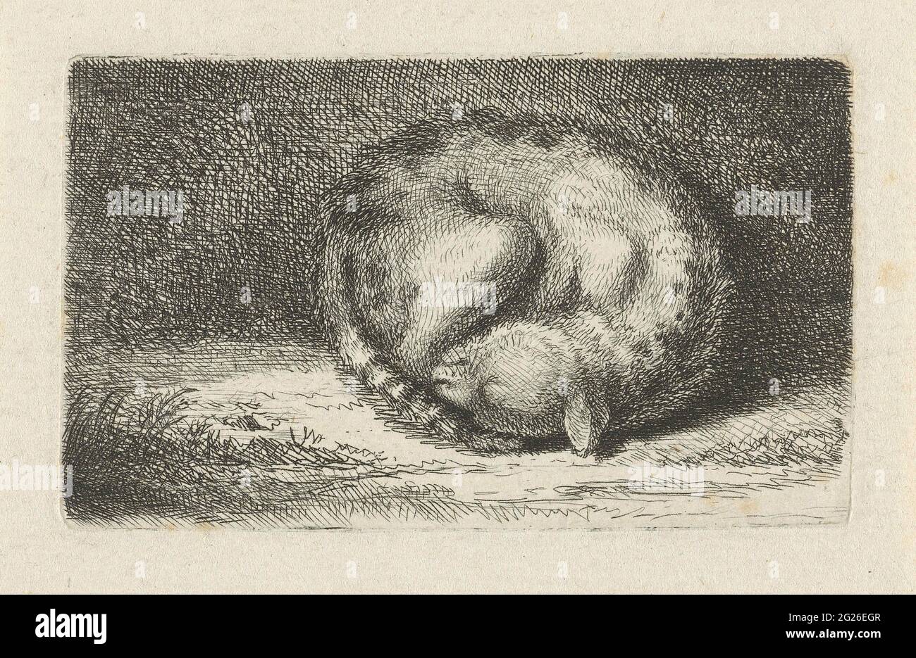 Sleeping cat. Rolled up, sleeping cat Stock Photo - Alamy