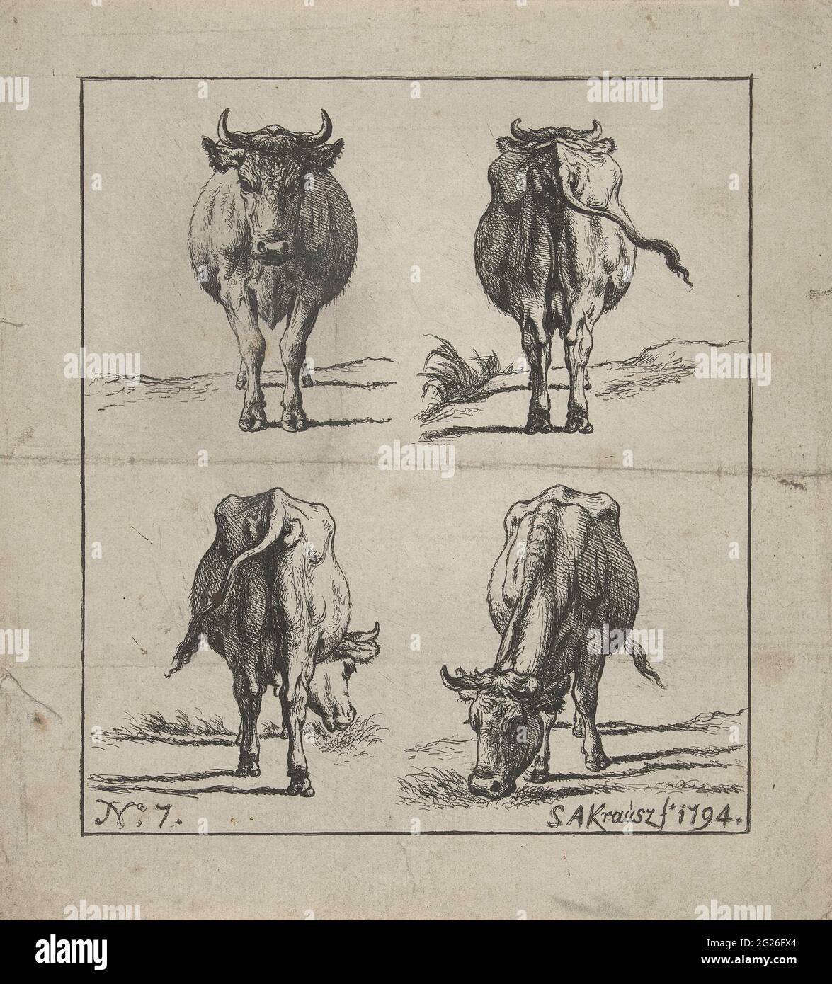 Study of standing and grazing cows; Studies of cows and sheep. Study of ...