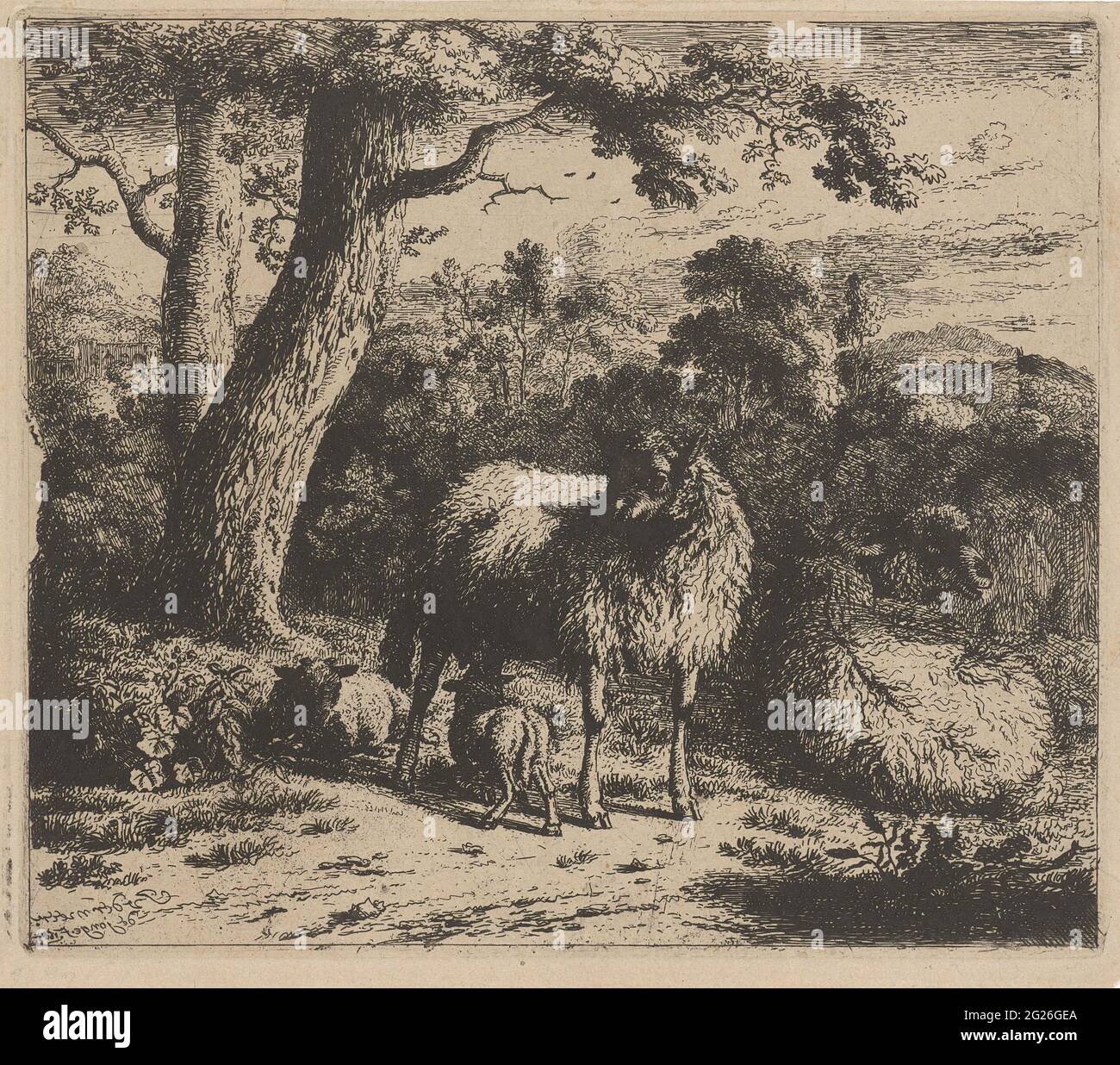 Standing sheep with two lambs. A standing and a lying sheep in a ...