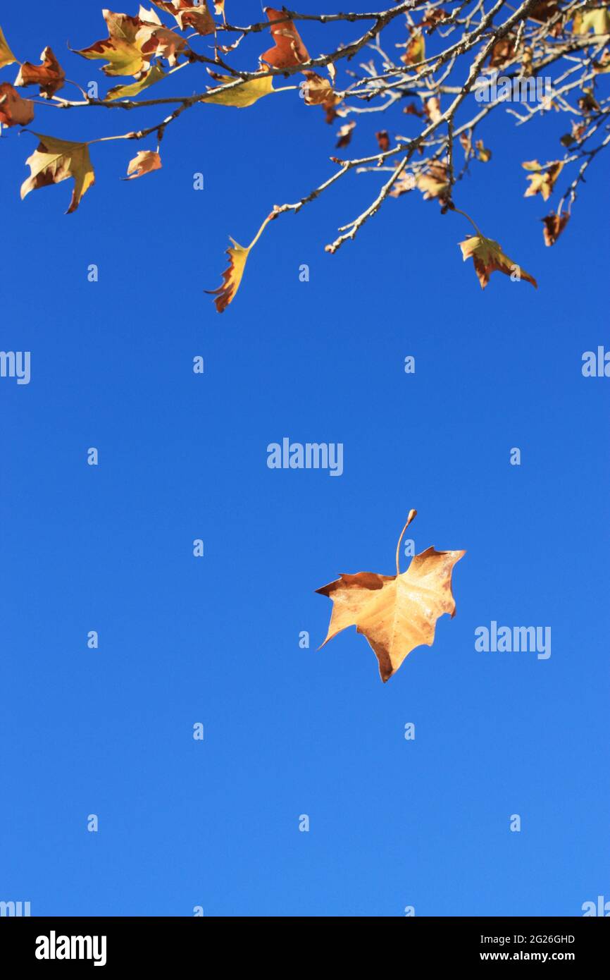 Falling orange tree hi-res stock photography and images - Alamy