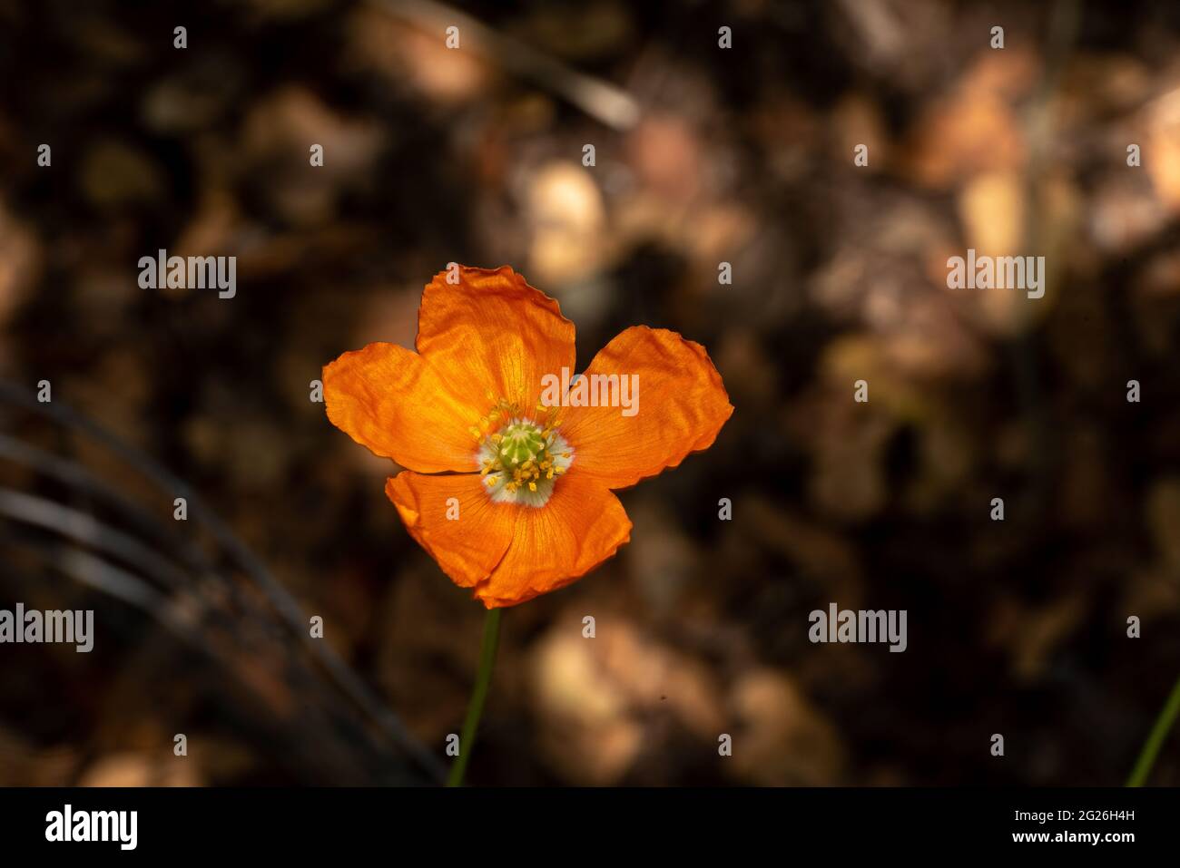 Single Orange Poppy Stock Photo - Alamy