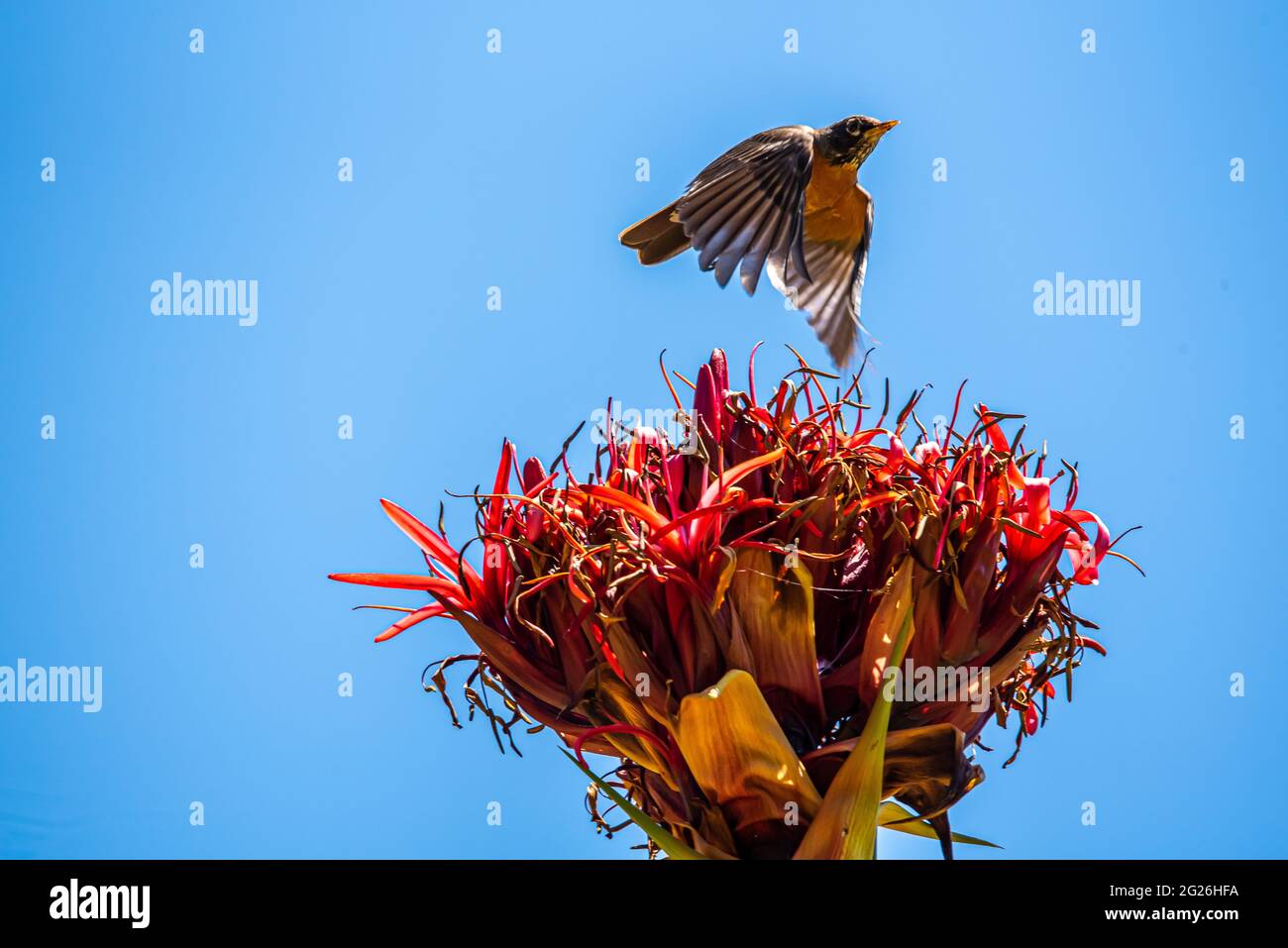Robin in flight Stock Photo - Alamy