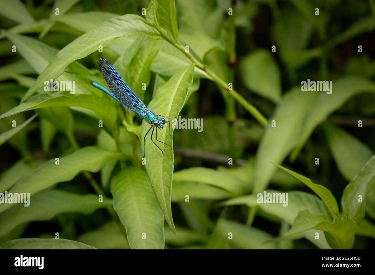 Blue dragon river portugal hi-res stock photography and images - Alamy