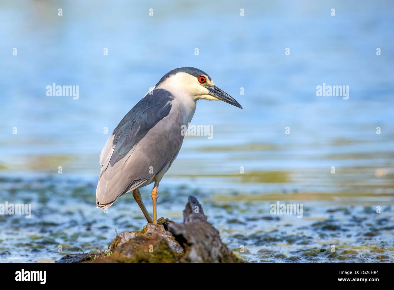Black-crowned night heron fishing in a lake in Canada Stock Photo - Alamy