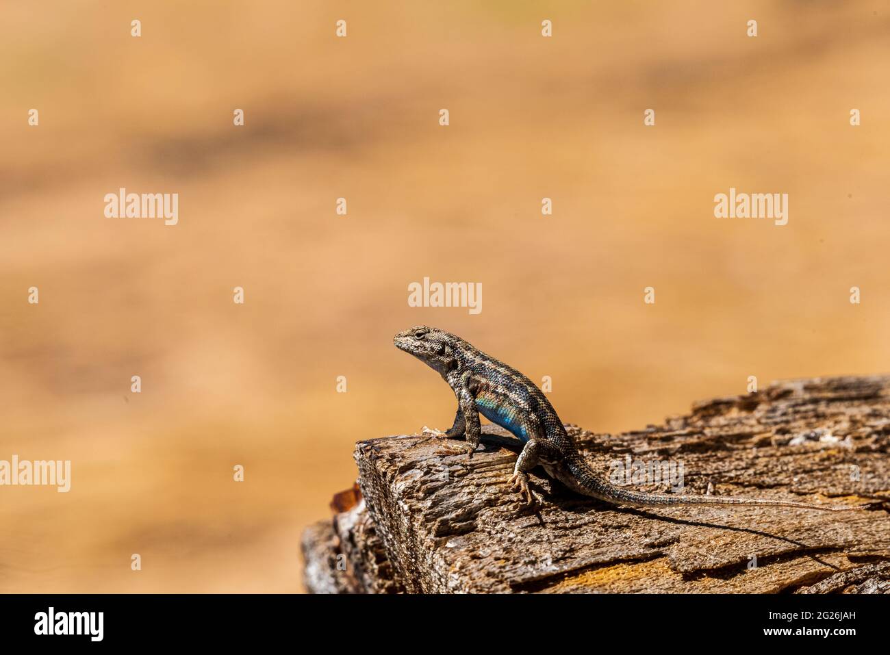 Lizard on a log hi-res stock photography and images - Alamy