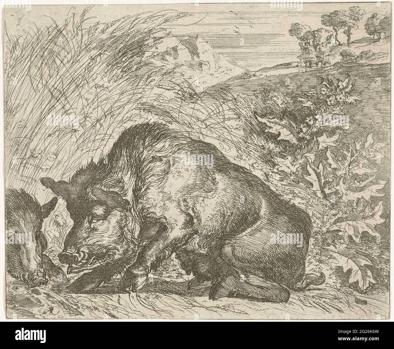 Wild boar; Different animals. A wildlife are in a landscape. Print from ...