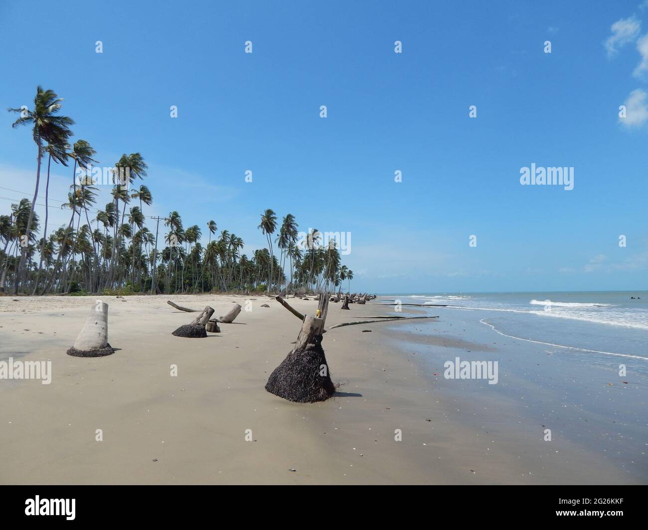 Icacos, Trinidad-March 27, 2016: Fallen coconut trees and tree stumps ...