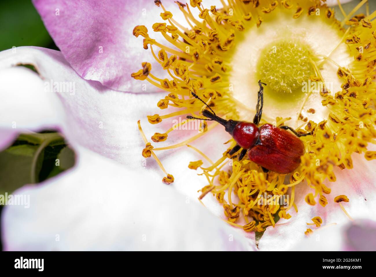 Red weevil on flower hi-res stock photography and images - Alamy
