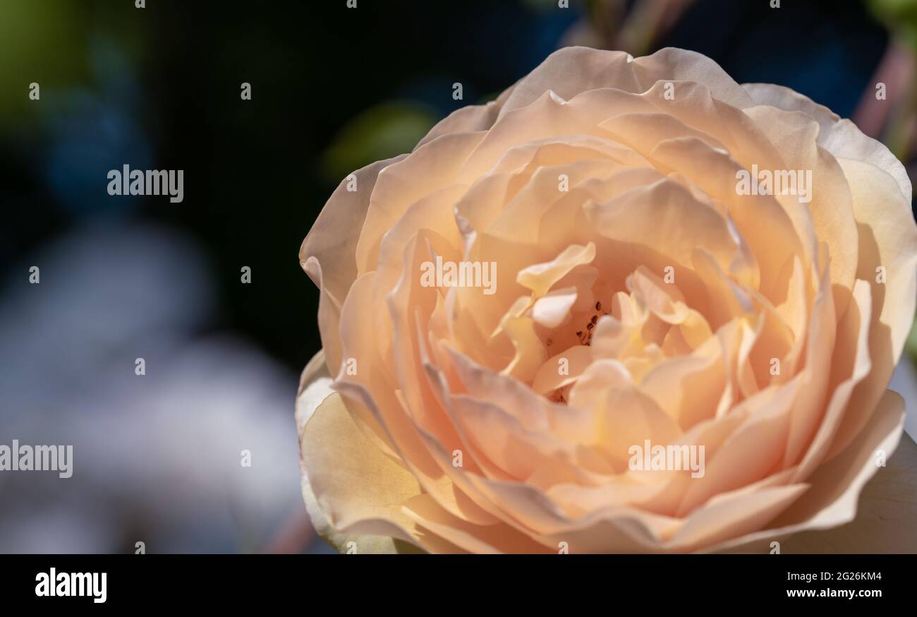 Pink tea rose hi-res stock photography and images - Alamy