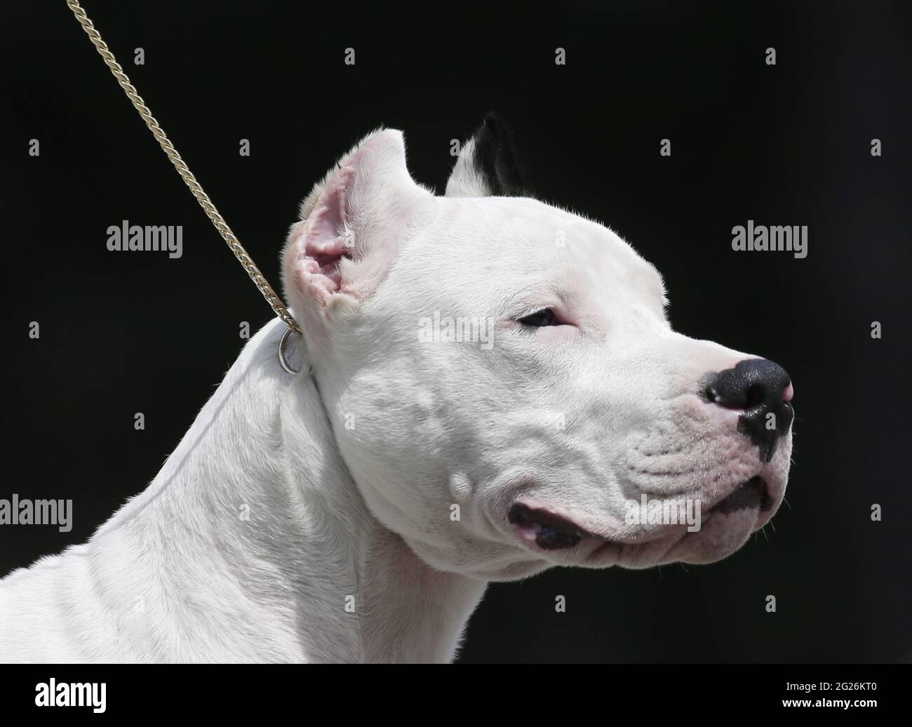 Dogo argentino is introduced at a press hi-res stock photography and ...