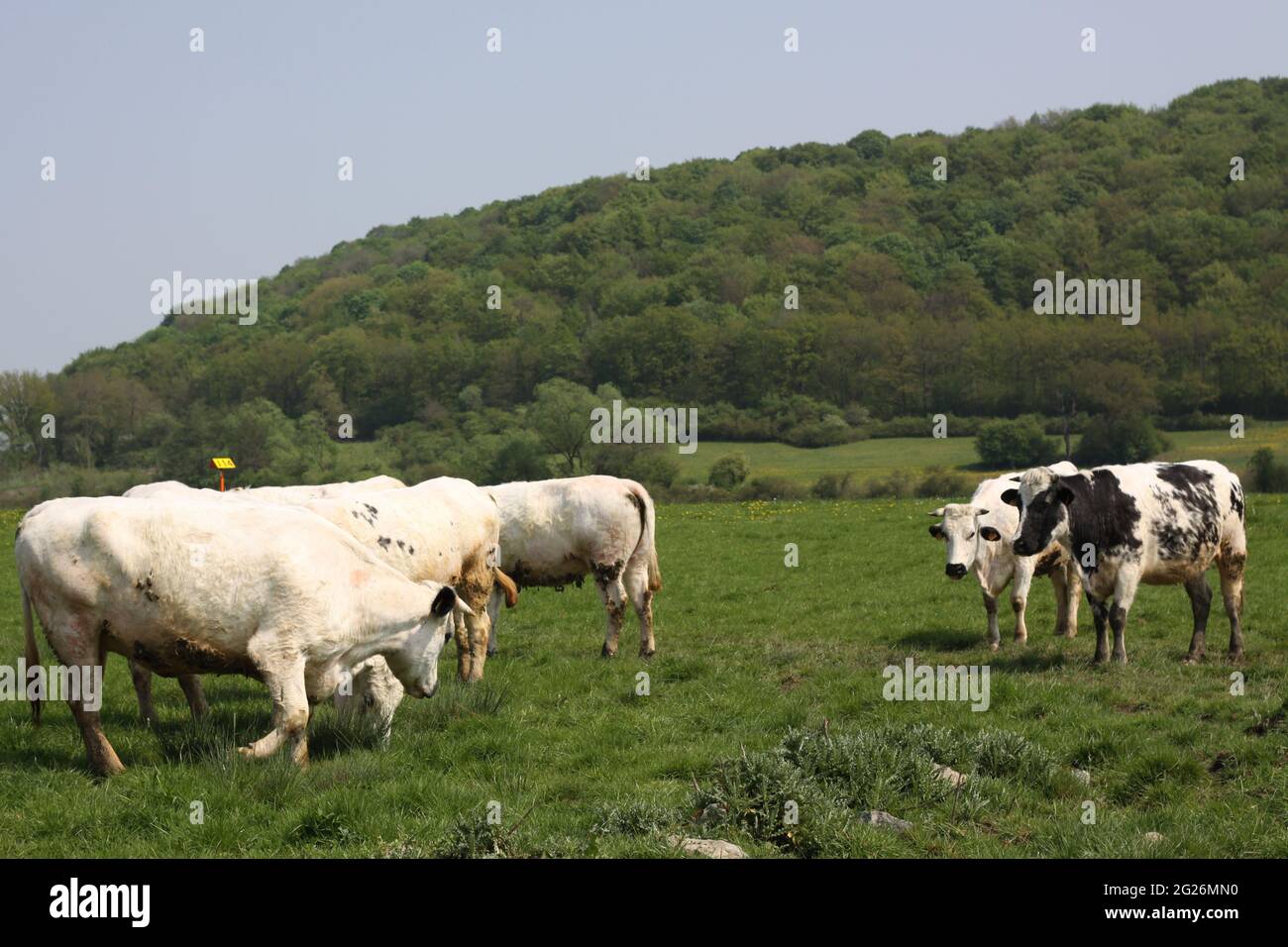 Cattle grazing in the field Stock Photo - Alamy