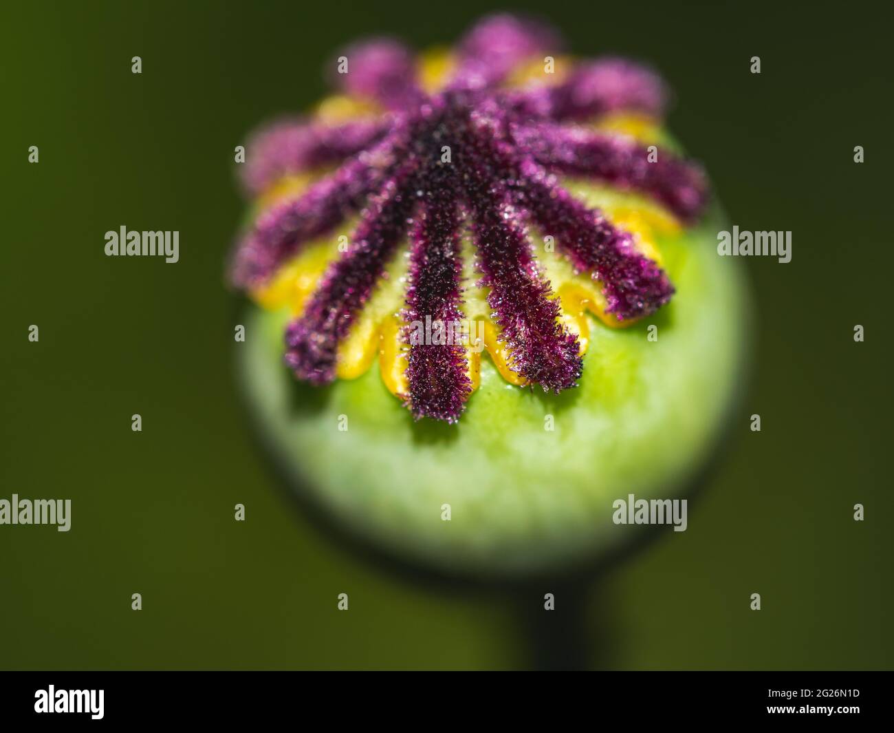 Purple oriental opium poppy hi-res stock photography and images - Alamy