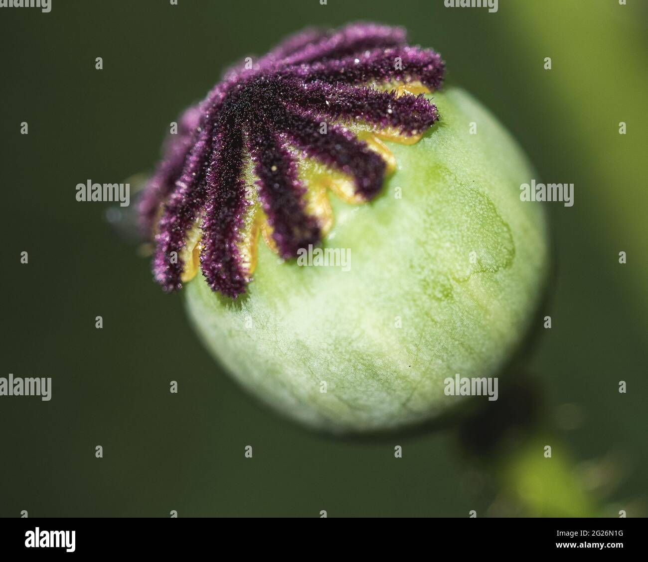 Macro shot of an oilseed poppy bud Stock Photo - Alamy