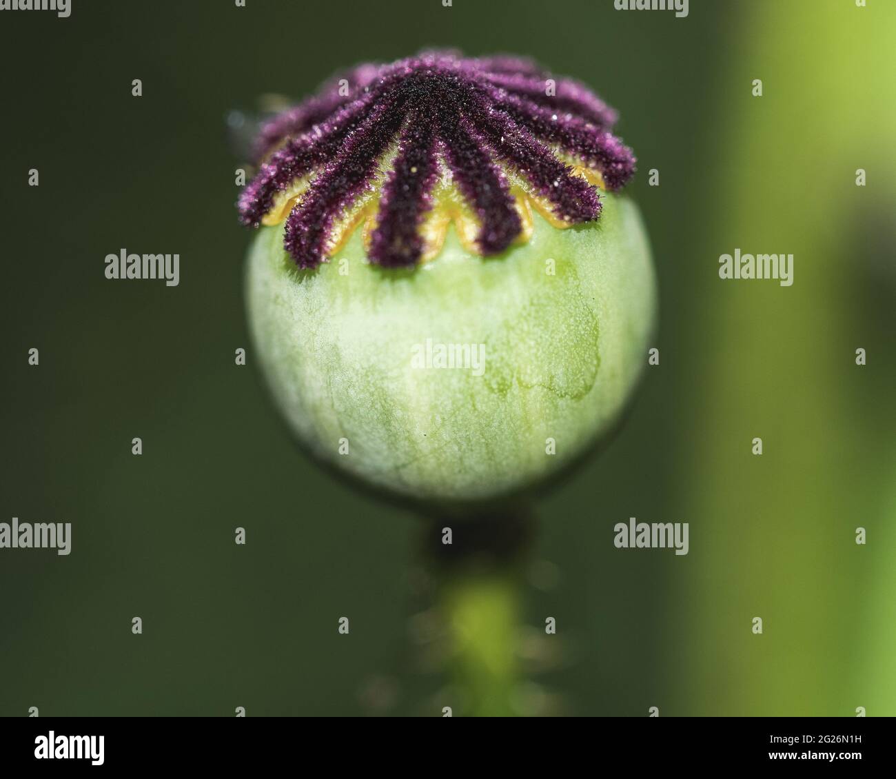 Macro shot of an oilseed poppy bud Stock Photo - Alamy