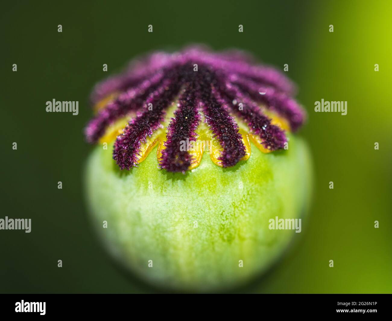 Purple oriental opium poppy hi-res stock photography and images - Alamy