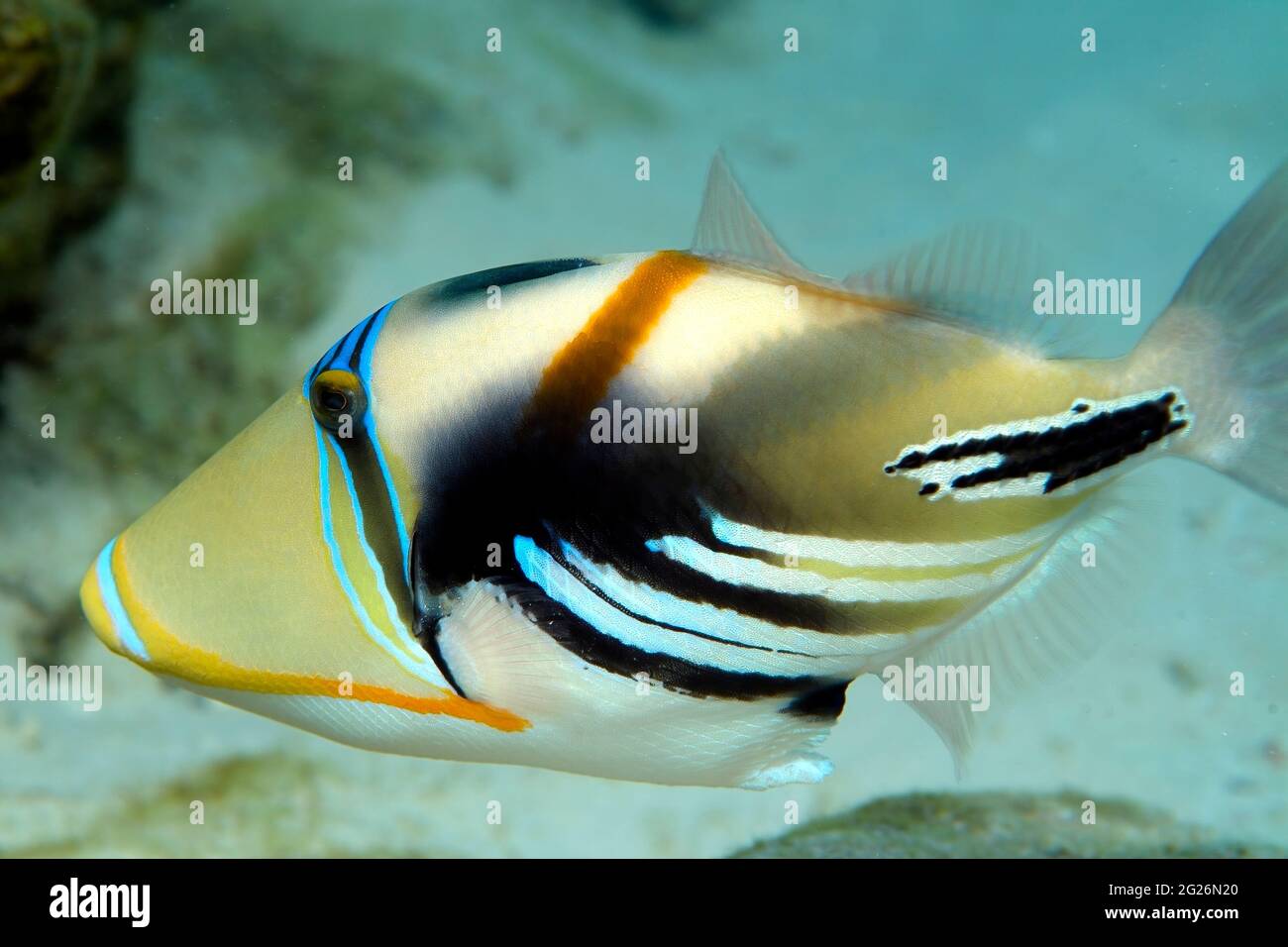 Triggerfish Teeth High Resolution Stock Photography and Images - Alamy