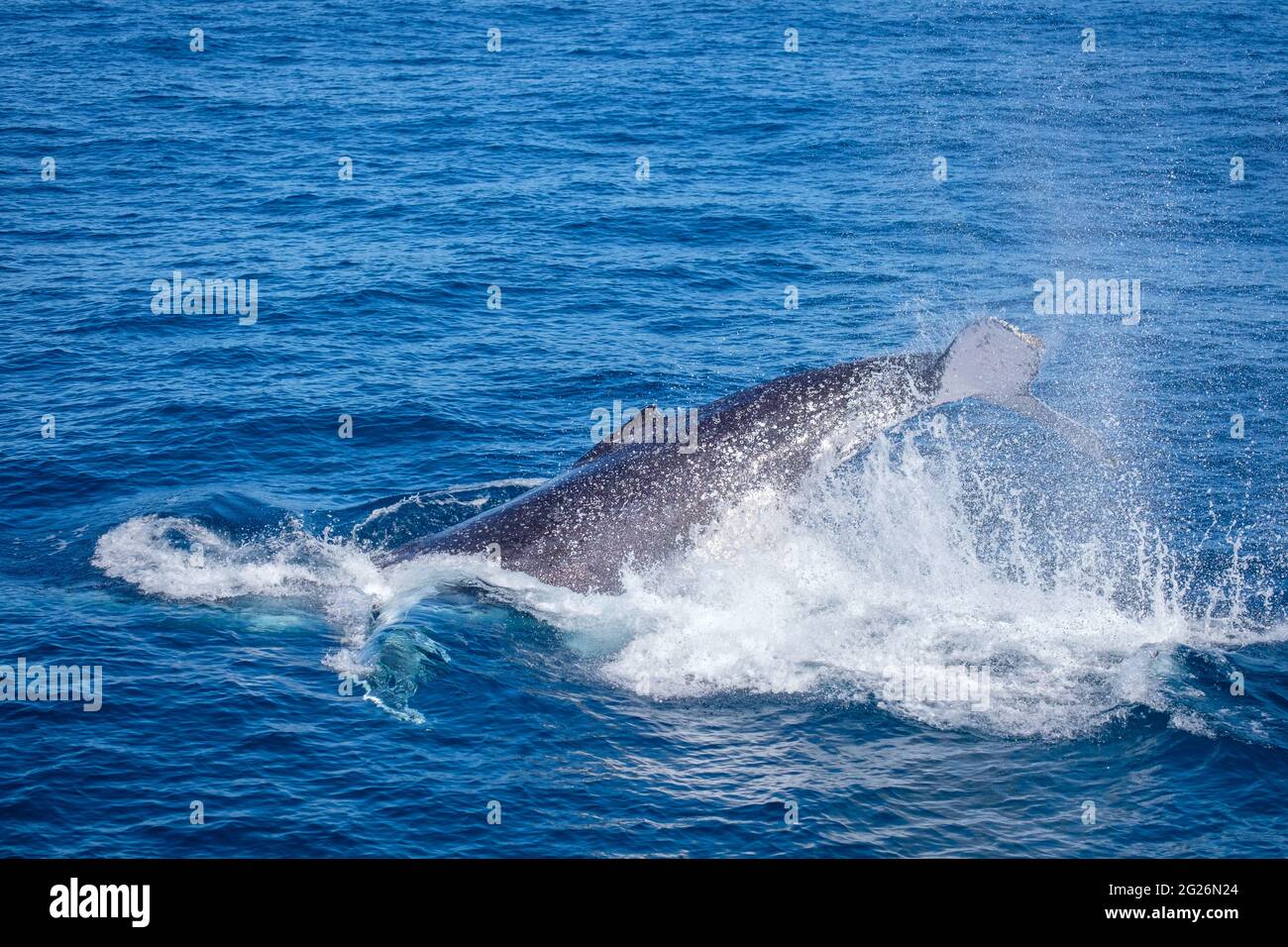 Humpbacks hi-res stock photography and images - Alamy