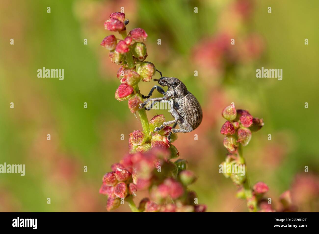 Weevil, small beetle, on colourful sheep's sorrel (Rumex acetosella ...
