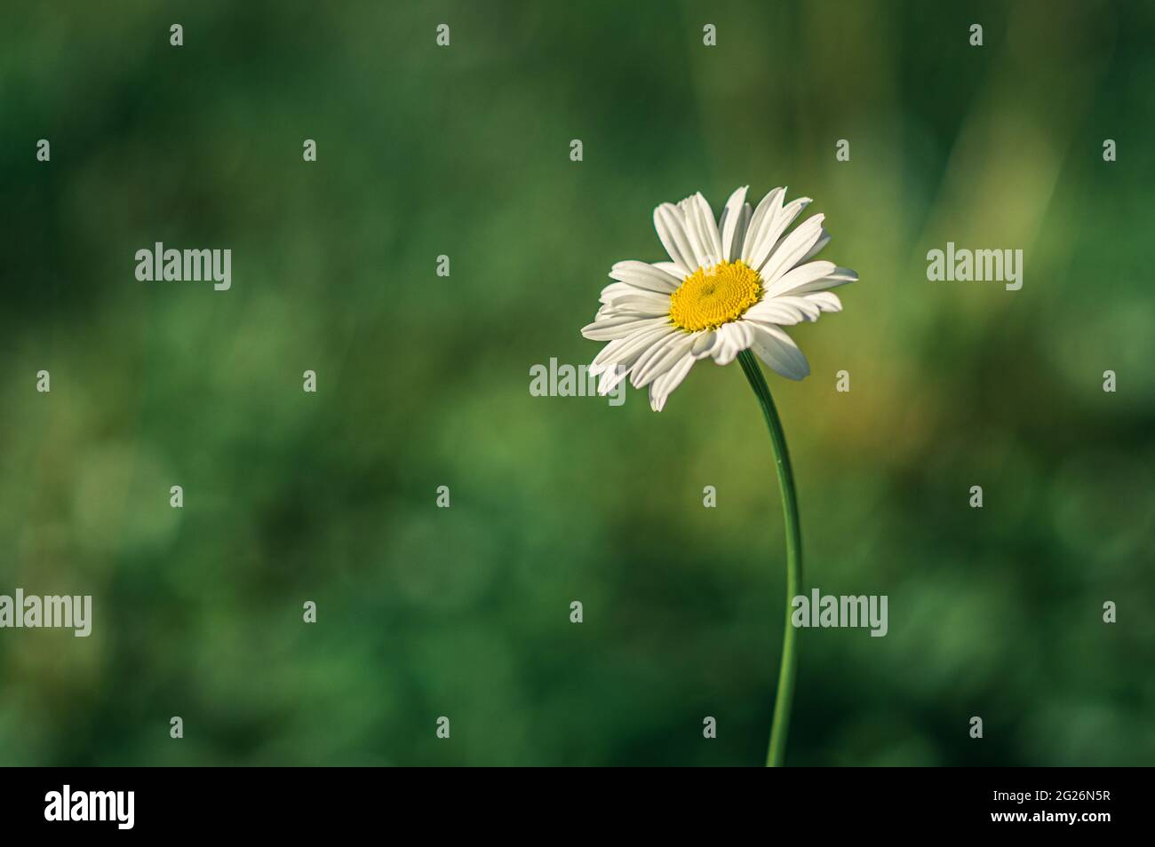 Single daisy isolated on a green background with space for text Stock ...