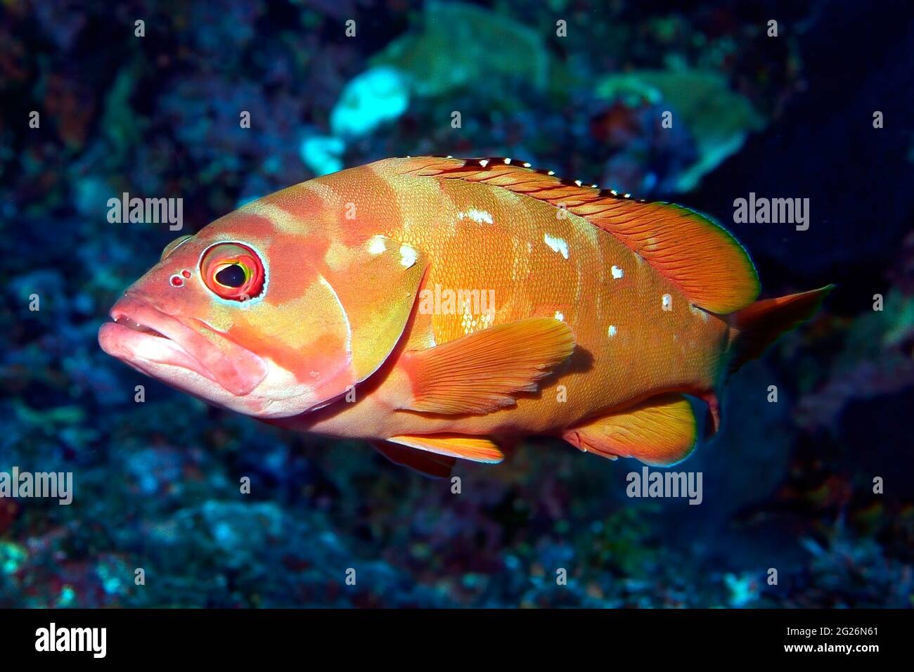 Tokyo Tropical Islands High Resolution Stock Photography and Images - Alamy