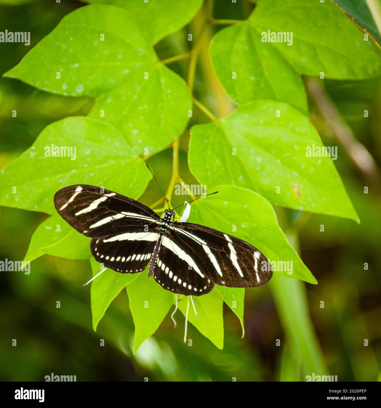 Zebra Longwing Butterfly Life Cycle