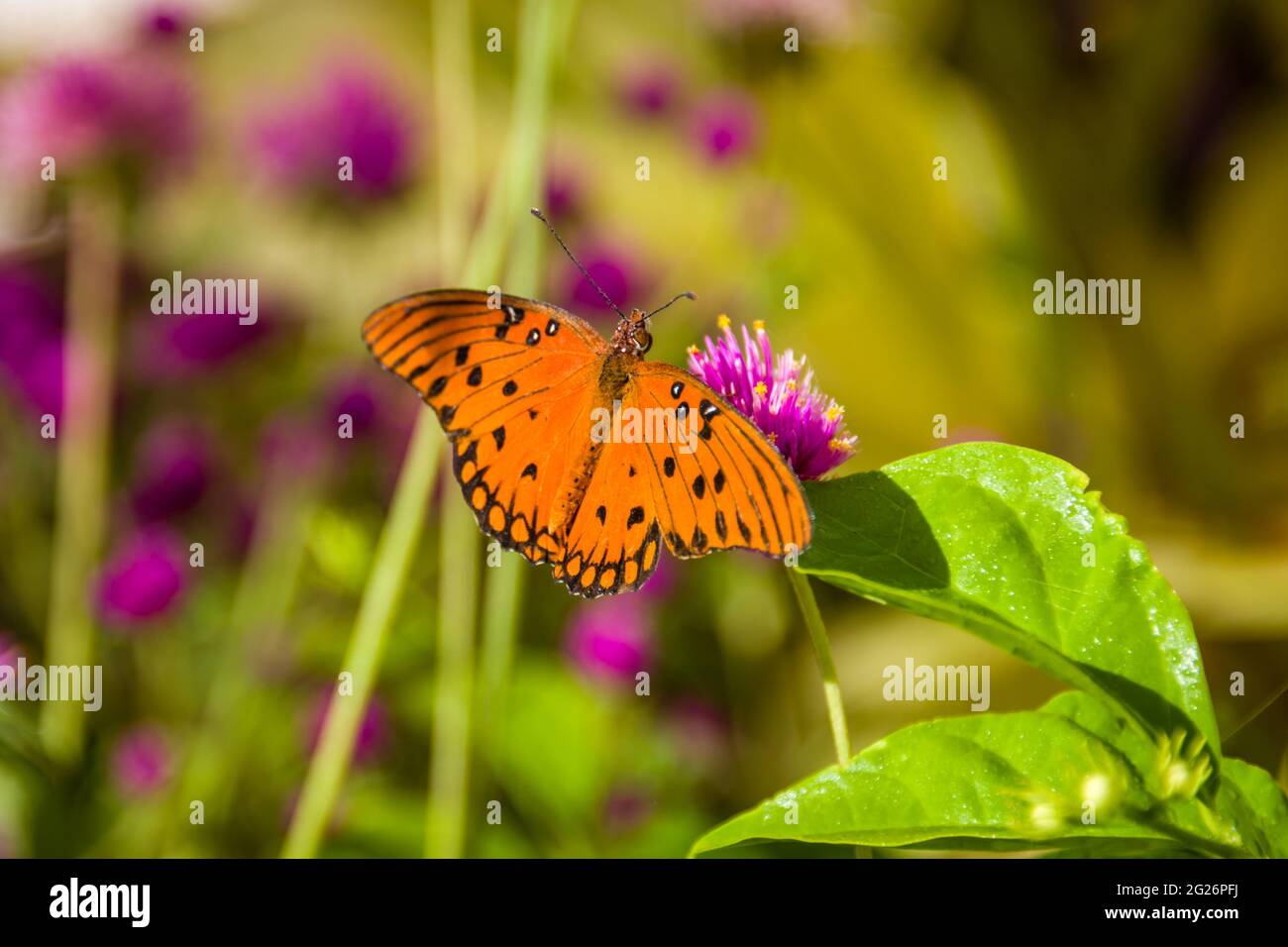 Desert Butterflies High Resolution Stock Photography and Images - Alamy