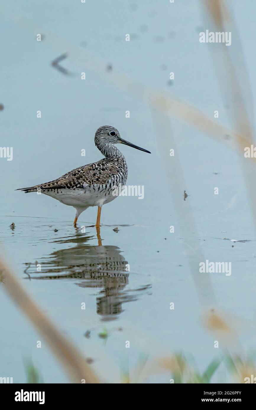 Greater yellow legs wandering along the banks of Strawberry creek ...