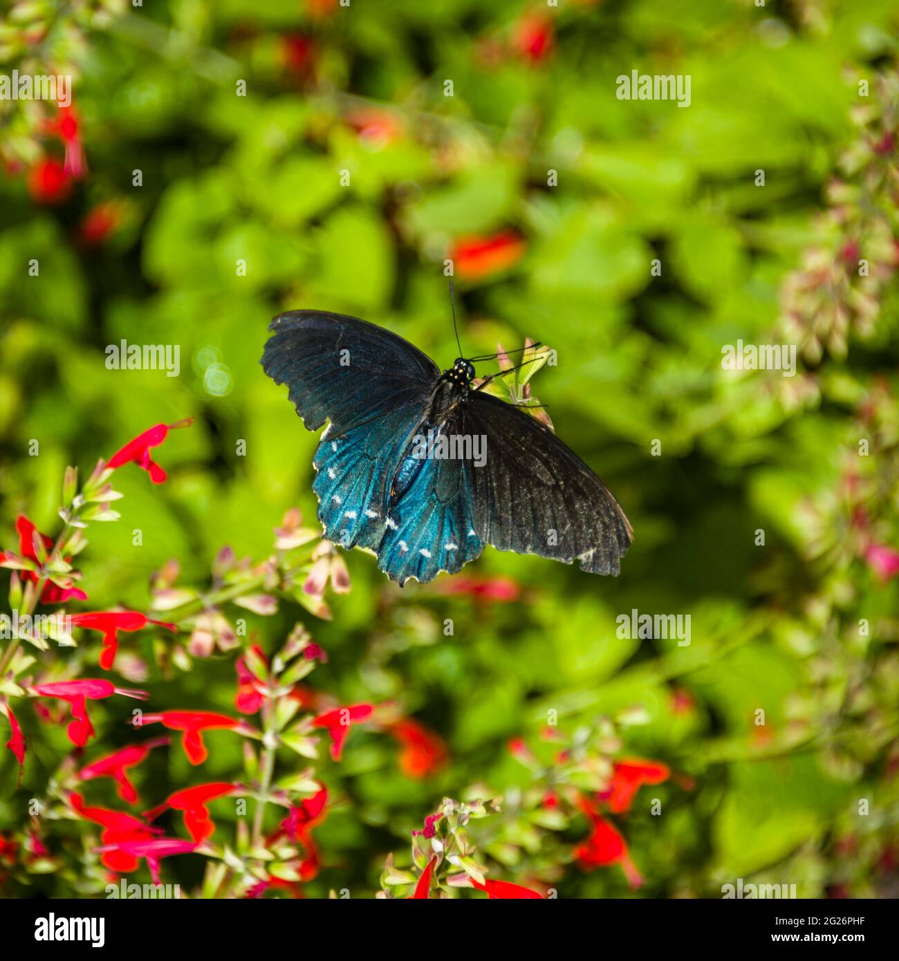 Desert Botanical Garden - Butterfly Pavilion - Pipevine Swallowtail ...