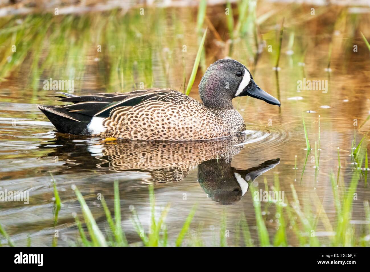 A Blue Winged Teal duck photographed on a rainy afternoon at a nature ...