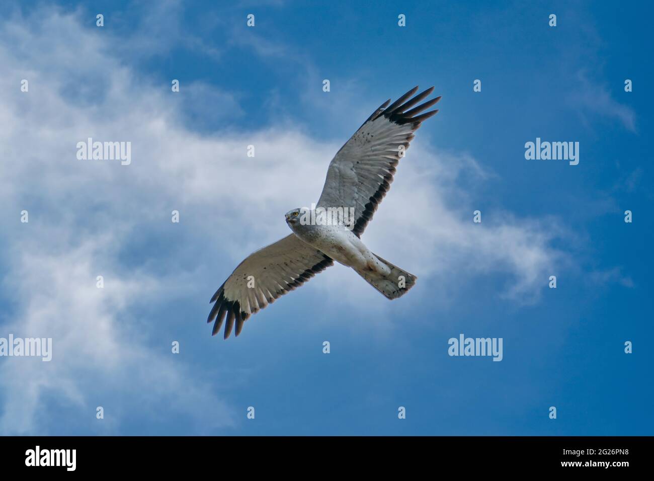 A Northern Harrier hawk soars about a wetland preserve in central Door ...