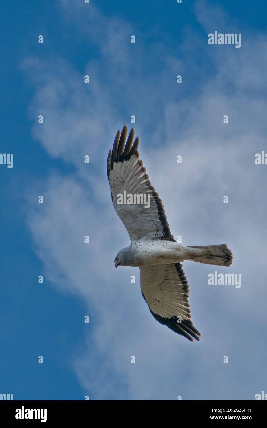 Harrier hawk hi-res stock photography and images - Alamy