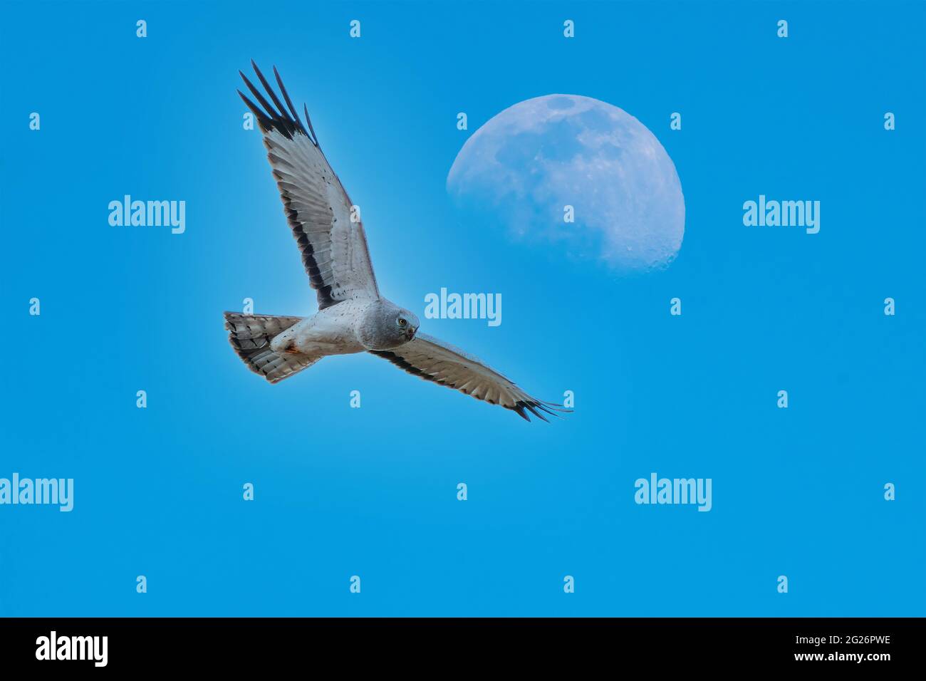 Harrier hawk hi-res stock photography and images - Alamy