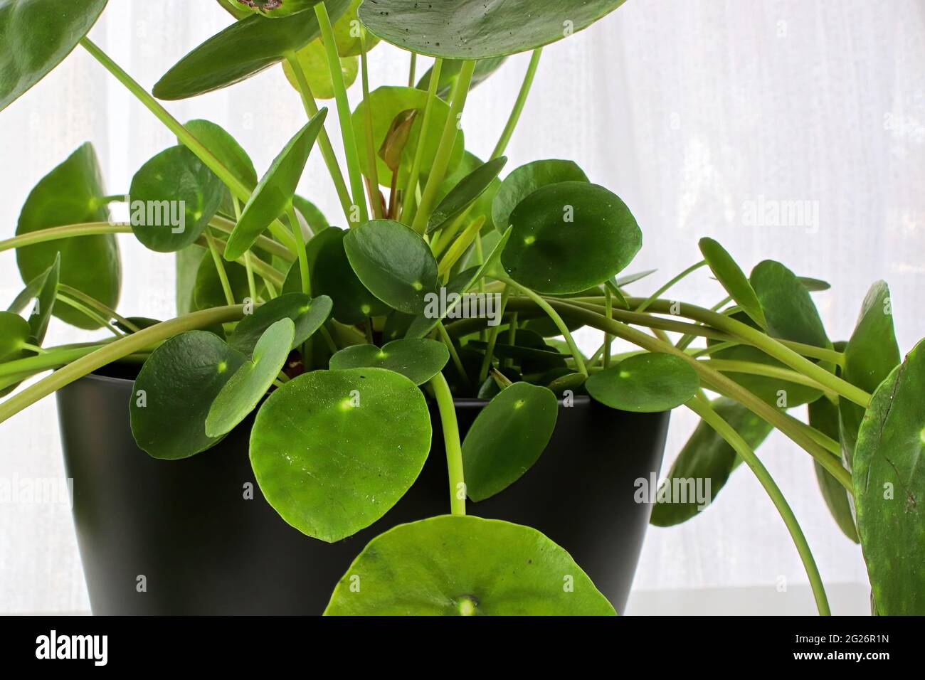 Side view of a pilea plant against a white background Stock Photo - Alamy