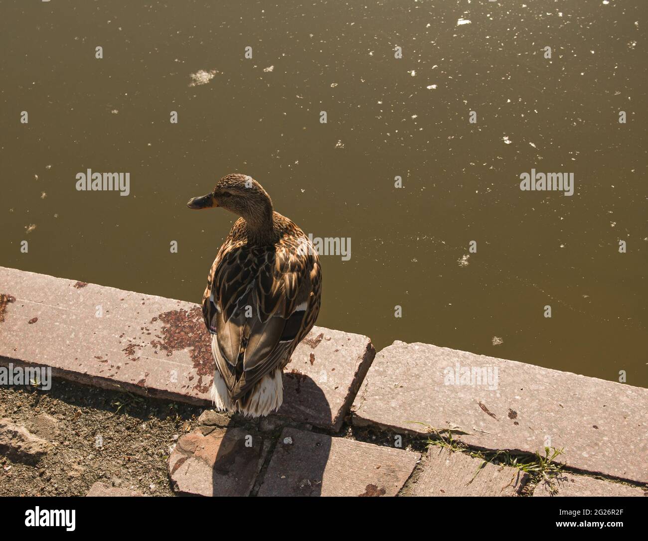 A beautiful duck on the asphalt in the park near the pond in the early ...